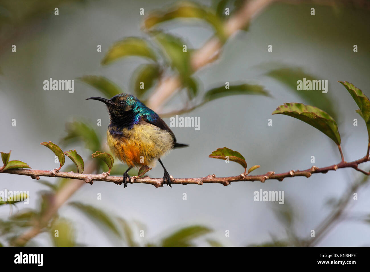 Male variable sunbird hi-res stock photography and images - Alamy