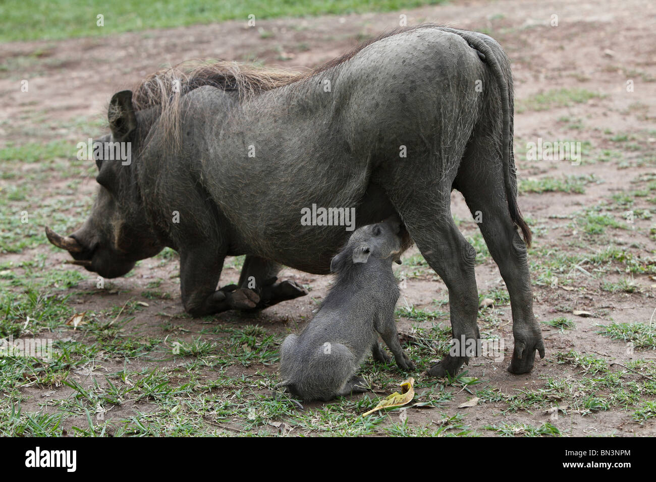 Common warthog, Phacochoerus africanus, and suckling young dear, Queen ...