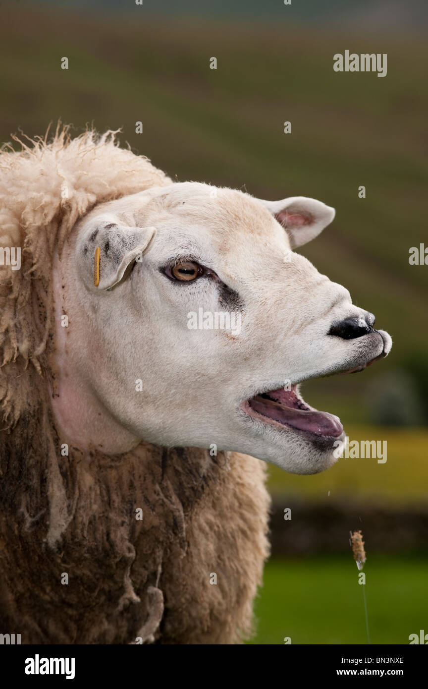 British texel ram hi-res stock photography and images - Alamy