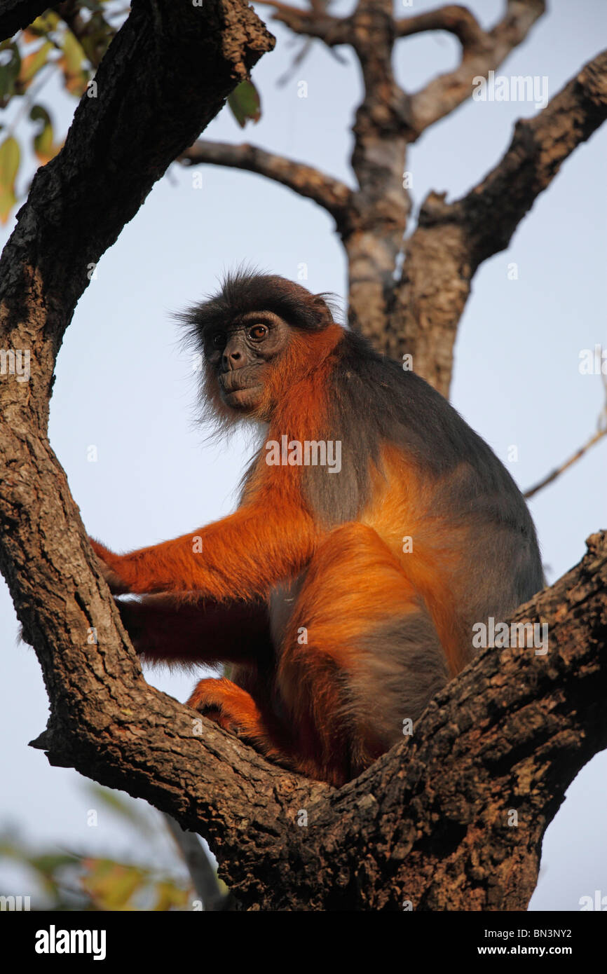 Western red colobus monkey piliocolobus badius hi-res stock photography ...