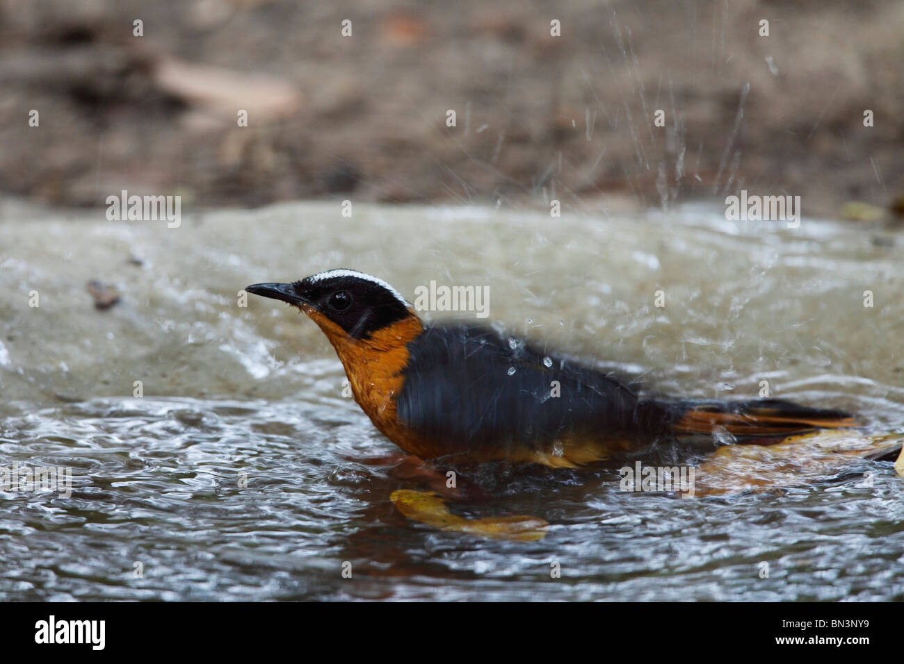 Snowy crowned robin hi-res stock photography and images - Alamy