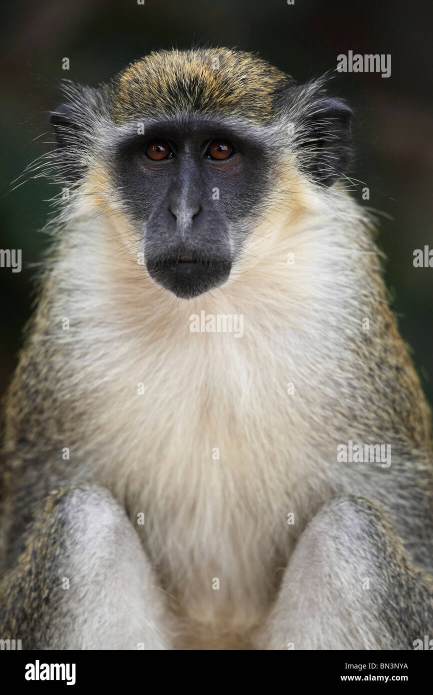 Green monkey hi-res stock photography and images - Alamy