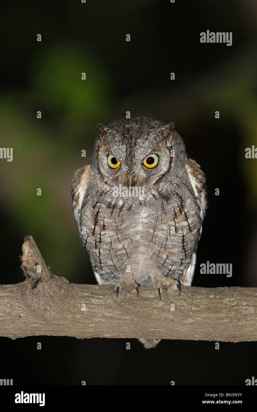 African Scops-owl, Otus senegalensis, Gambia, West Africa, Africa Stock ...