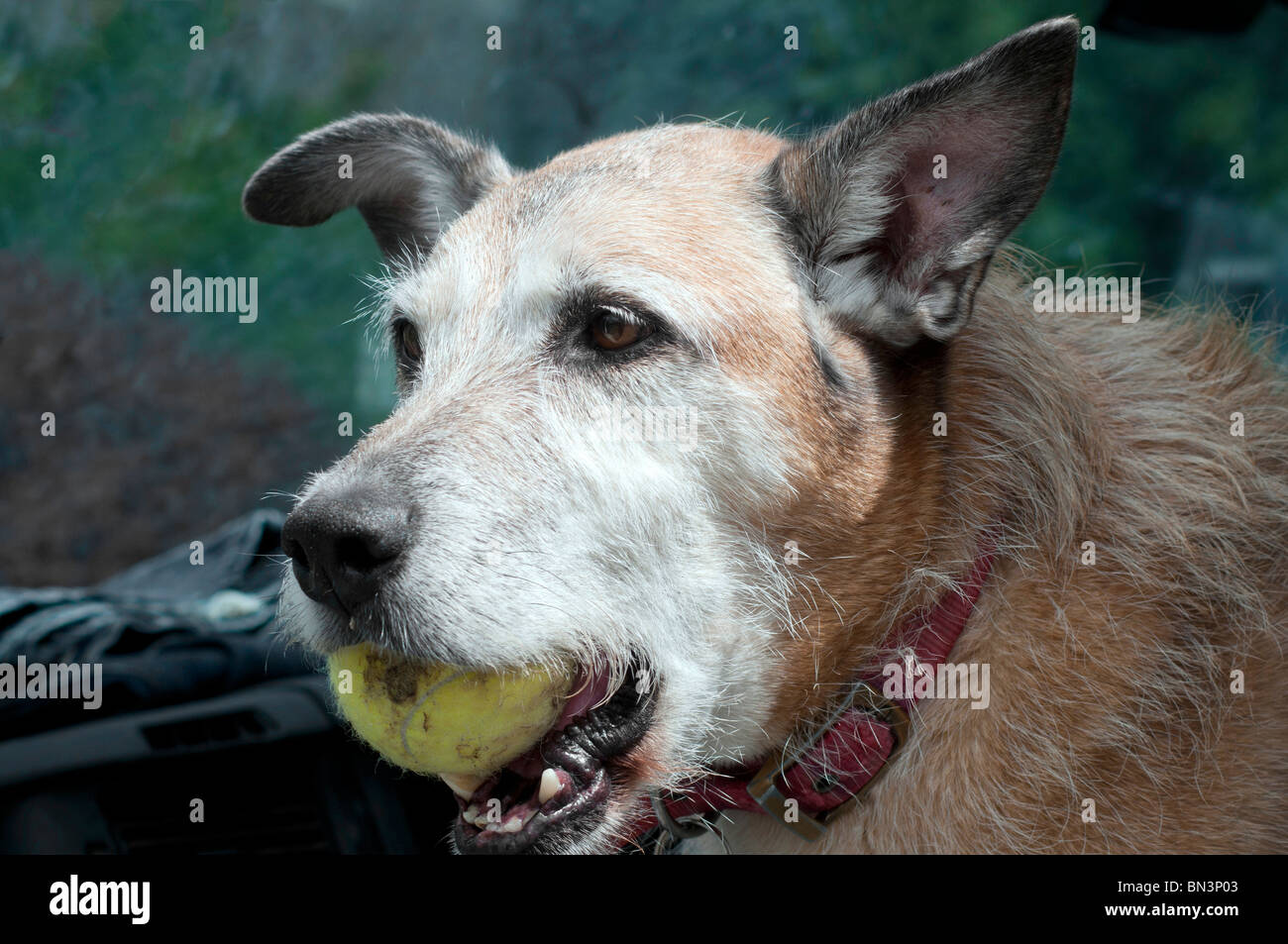 dog with ball Stock Photo - Alamy