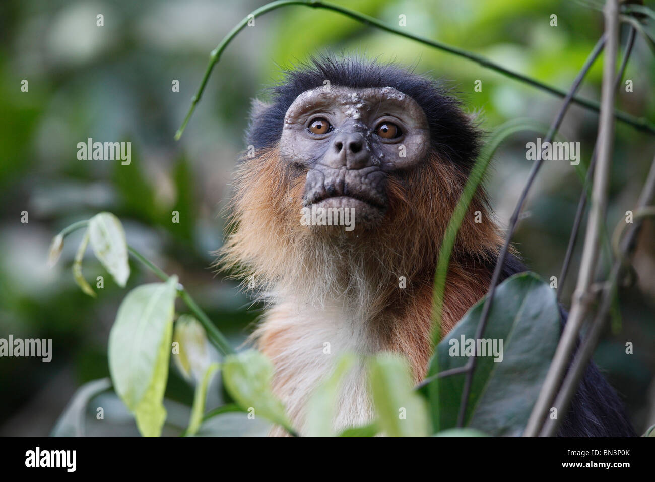 Piliocolobus badius hi-res stock photography and images - Alamy