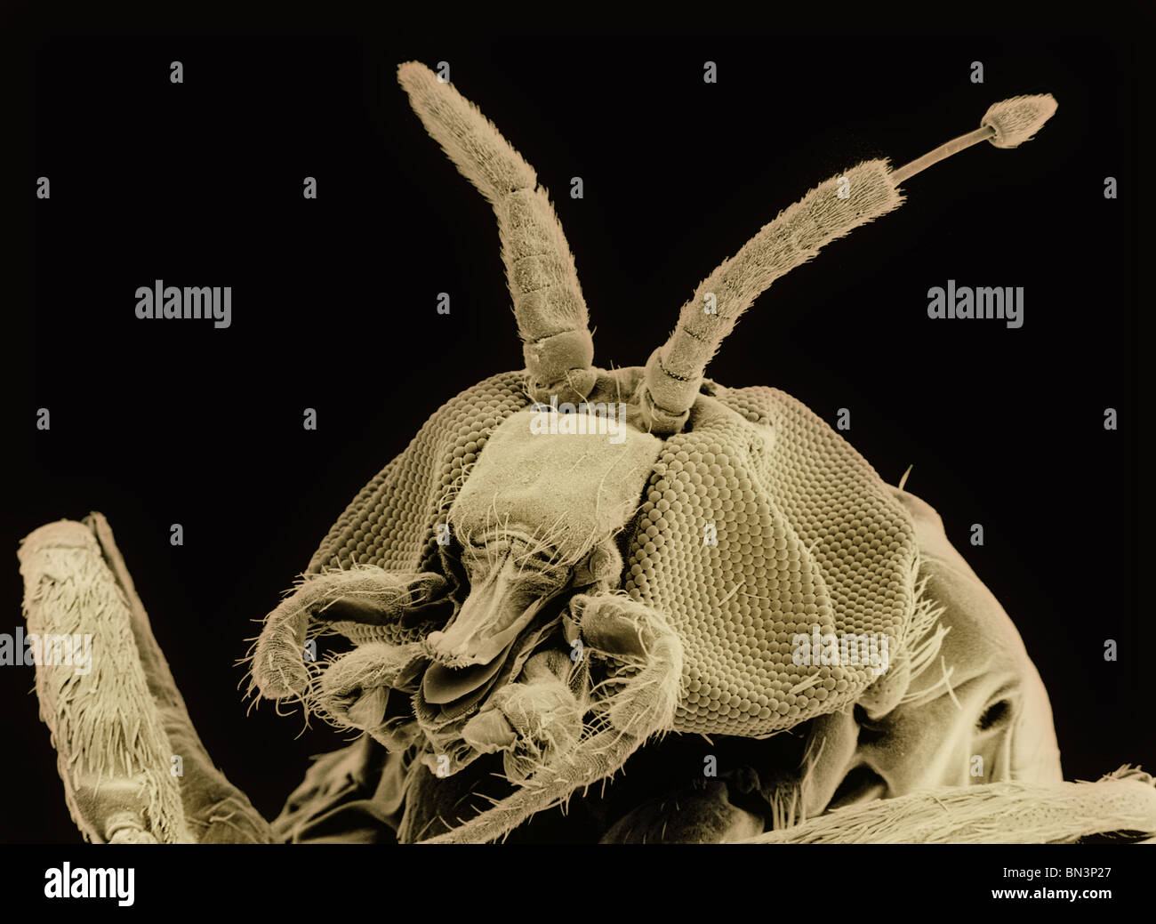 Adult Black Fly (Simulium yahense) with parasite (Onchocerca volvulus ...