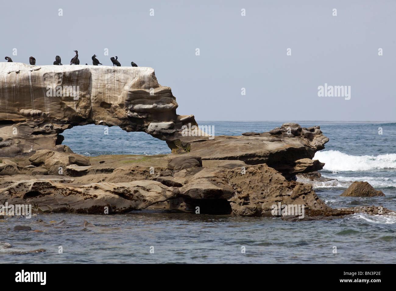 Inshore birds hi-res stock photography and images - Alamy