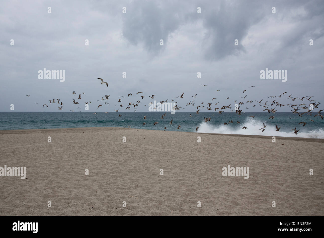Birds flock california hi-res stock photography and images - Alamy