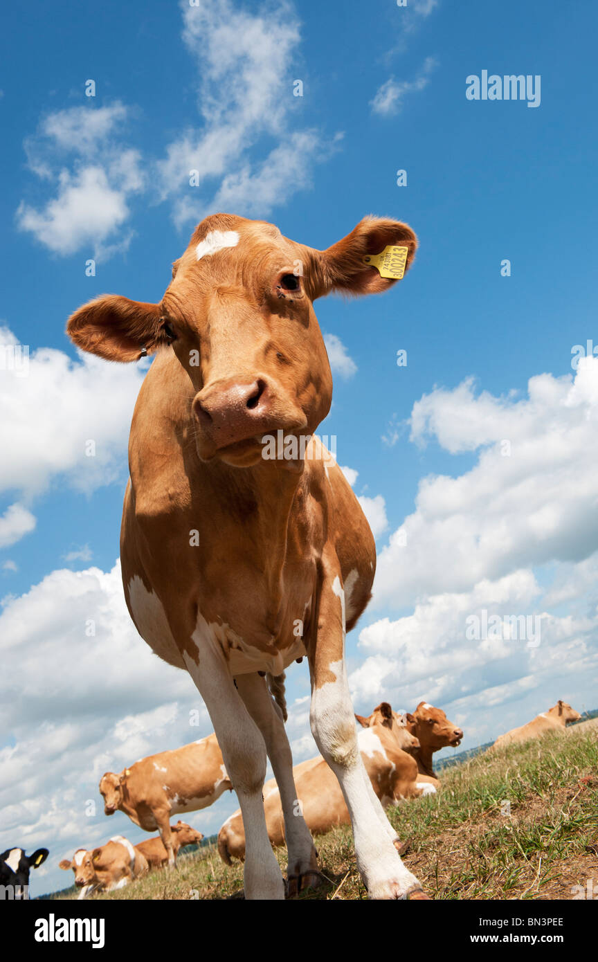 Guernsey cow uk hi-res stock photography and images - Alamy