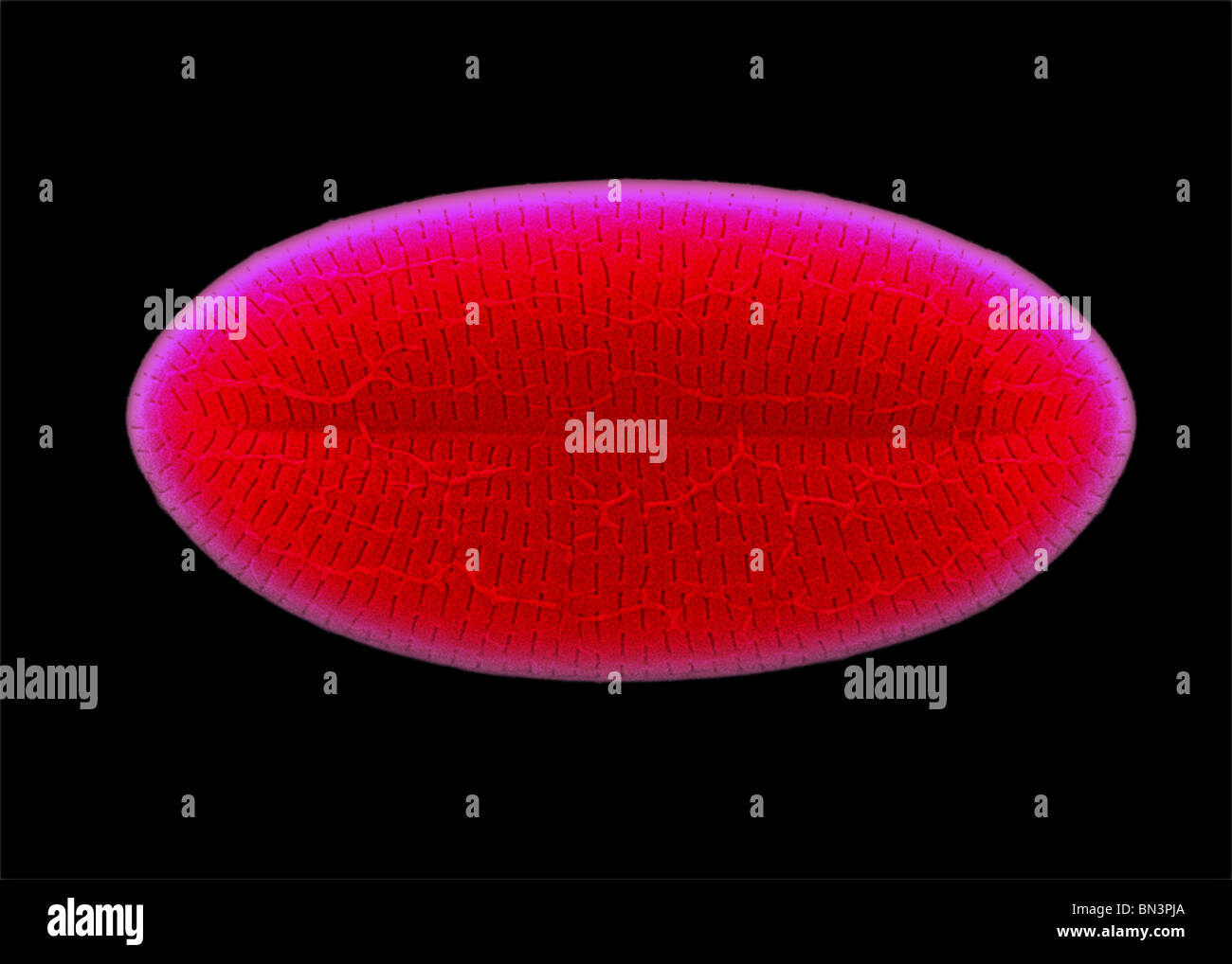 Diatom micrograph hi-res stock photography and images - Alamy