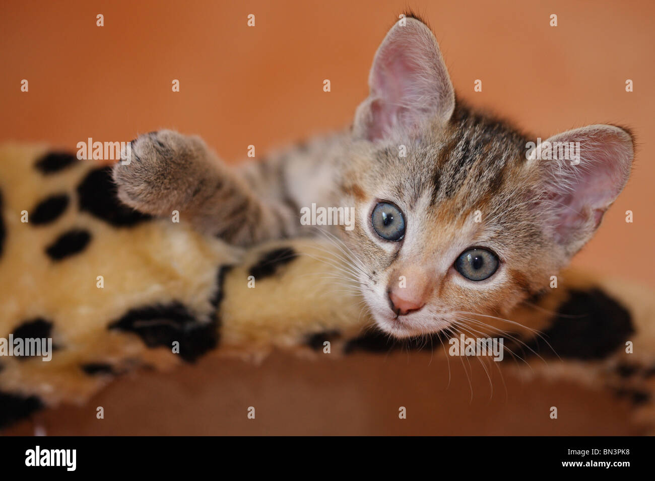 domestic cat, house cat (Felis silvestris f. catus), 8 weeks old kitten ...