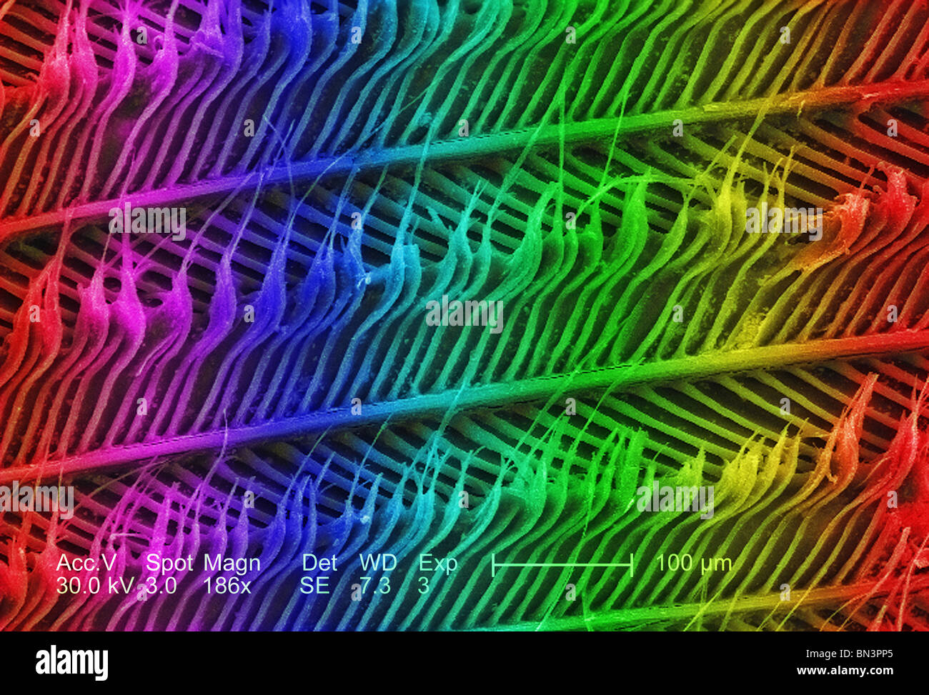 Colorized SEM (scanning electron microscope) image of a bird feather ...