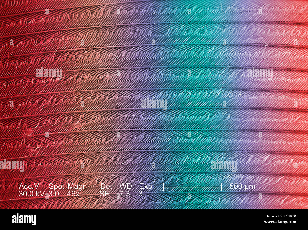 Colorized SEM (scanning electron microscope) image of a bird feather ...