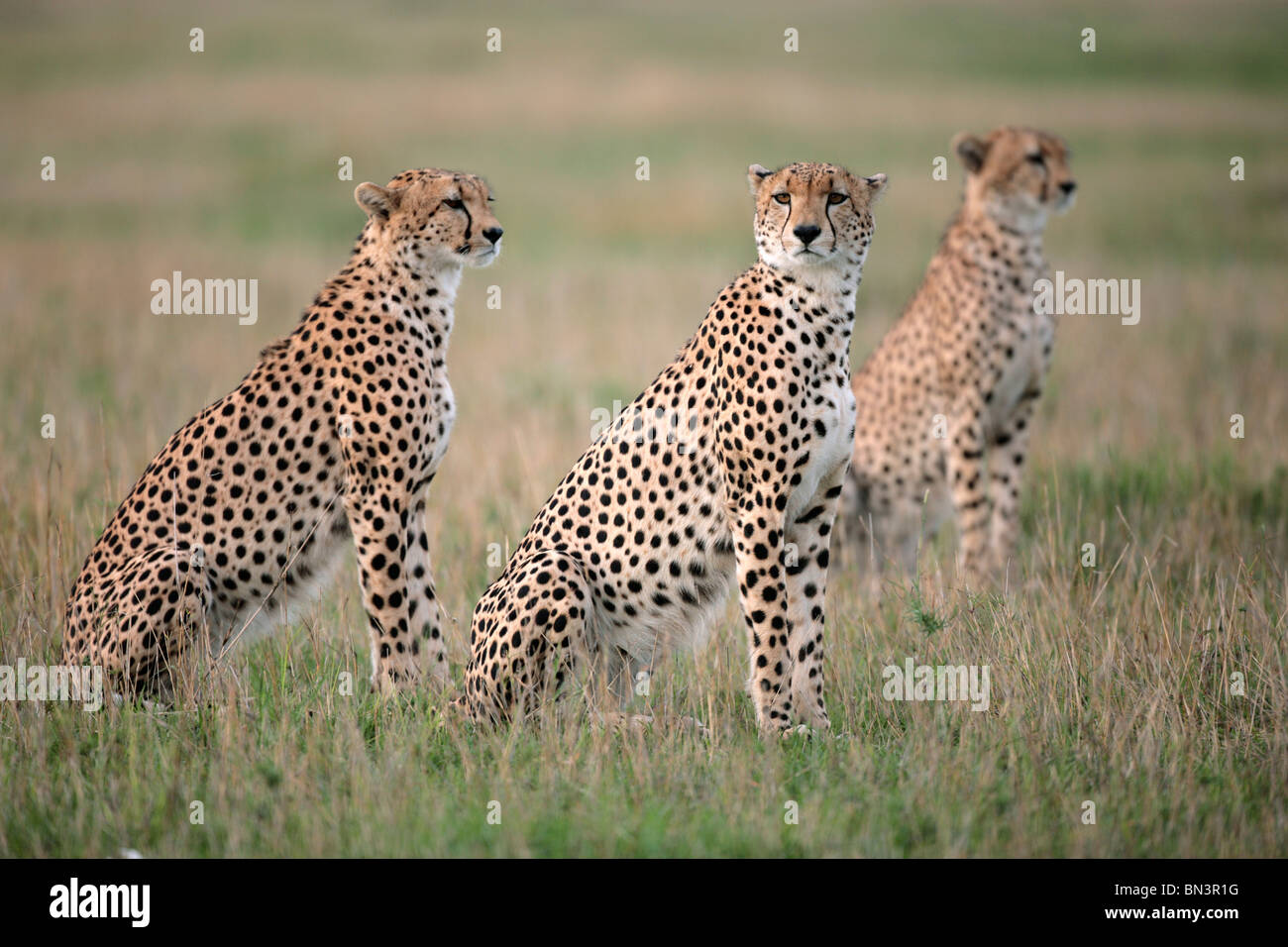 Three cheetahs, Acinonyx jubatus, Masai Mara National Reserve, Kenya ...