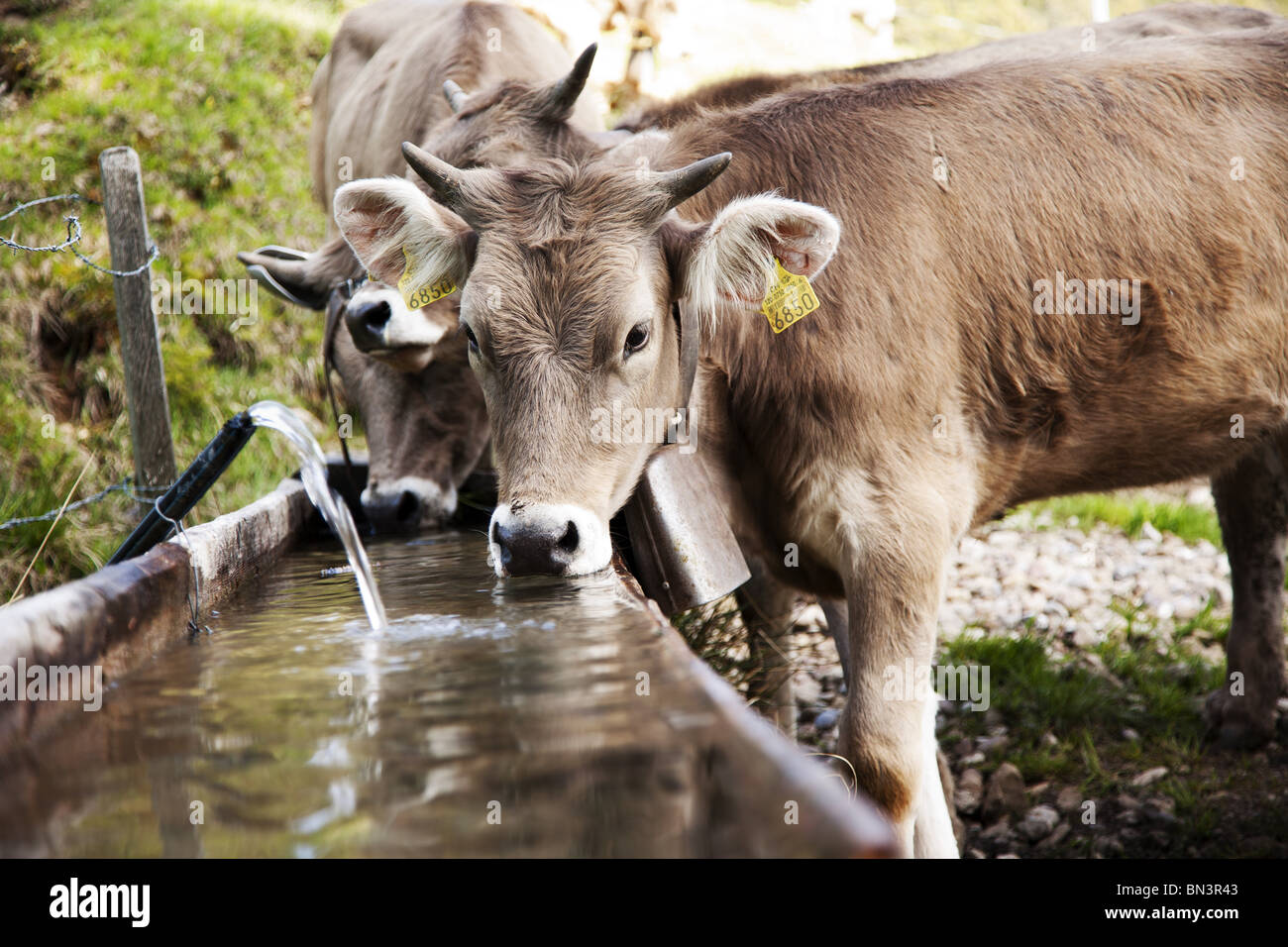 Cattle drinking from trough hi-res stock photography and images - Alamy