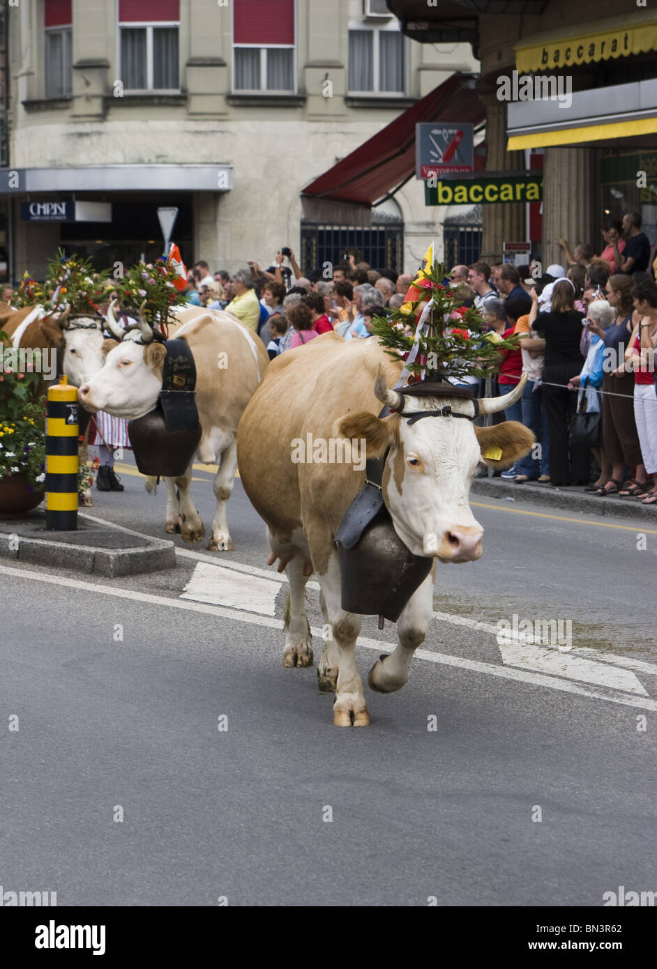 Princess the cow hi-res stock photography and images - Alamy