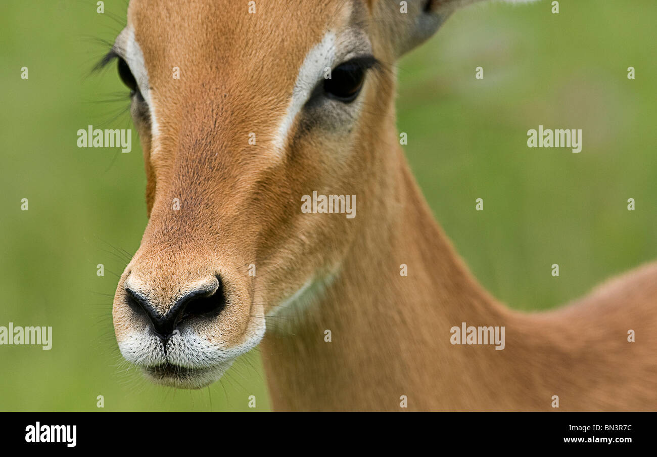 Impala horn hi-res stock photography and images - Alamy