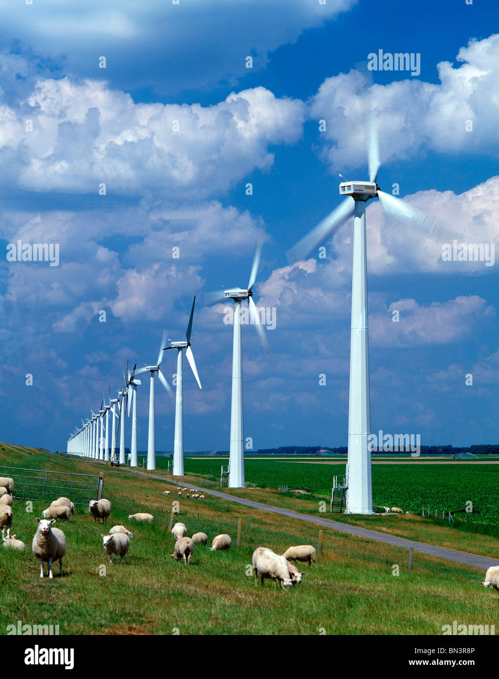 Flock of sheep and wind turbines in field Stock Photo - Alamy