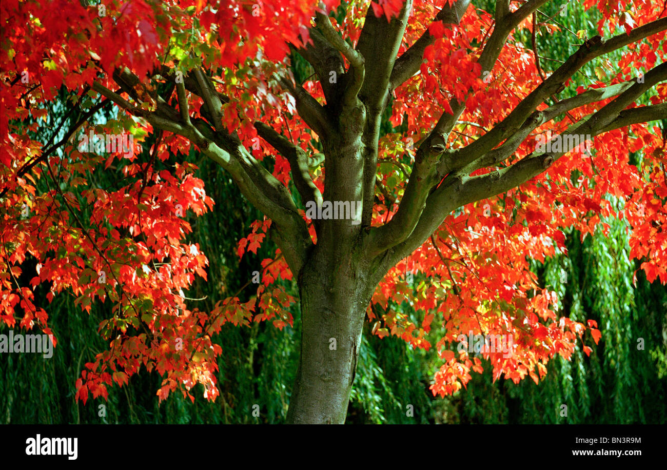 Tree in park Stock Photo - Alamy