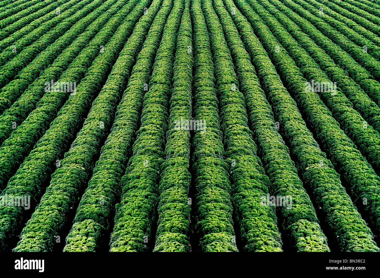 Crop in field Stock Photo - Alamy