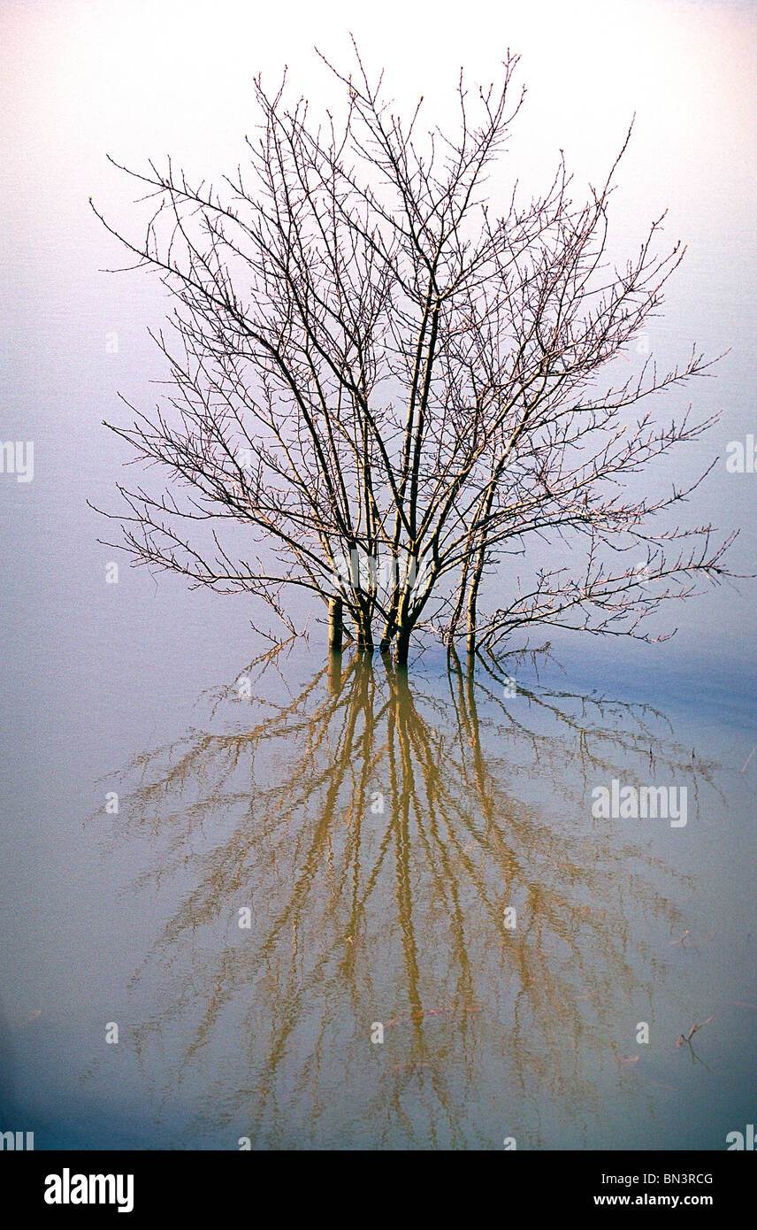 Bare tree submerged in river Stock Photo - Alamy