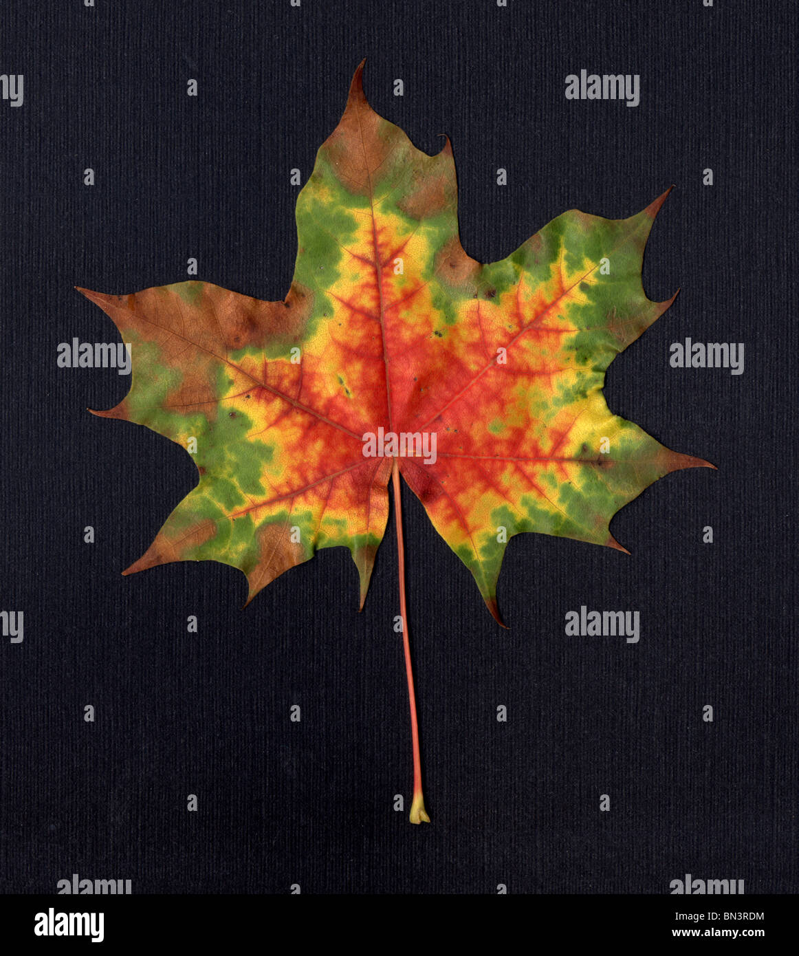 maple leaf with autumn coloration Stock Photo - Alamy