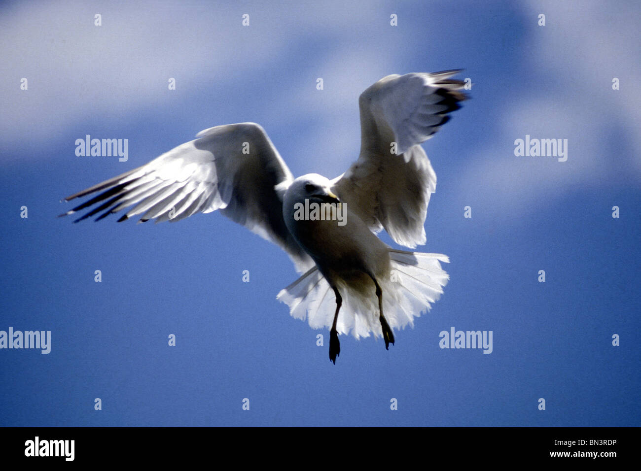 Close-up of bird in flight Stock Photo - Alamy