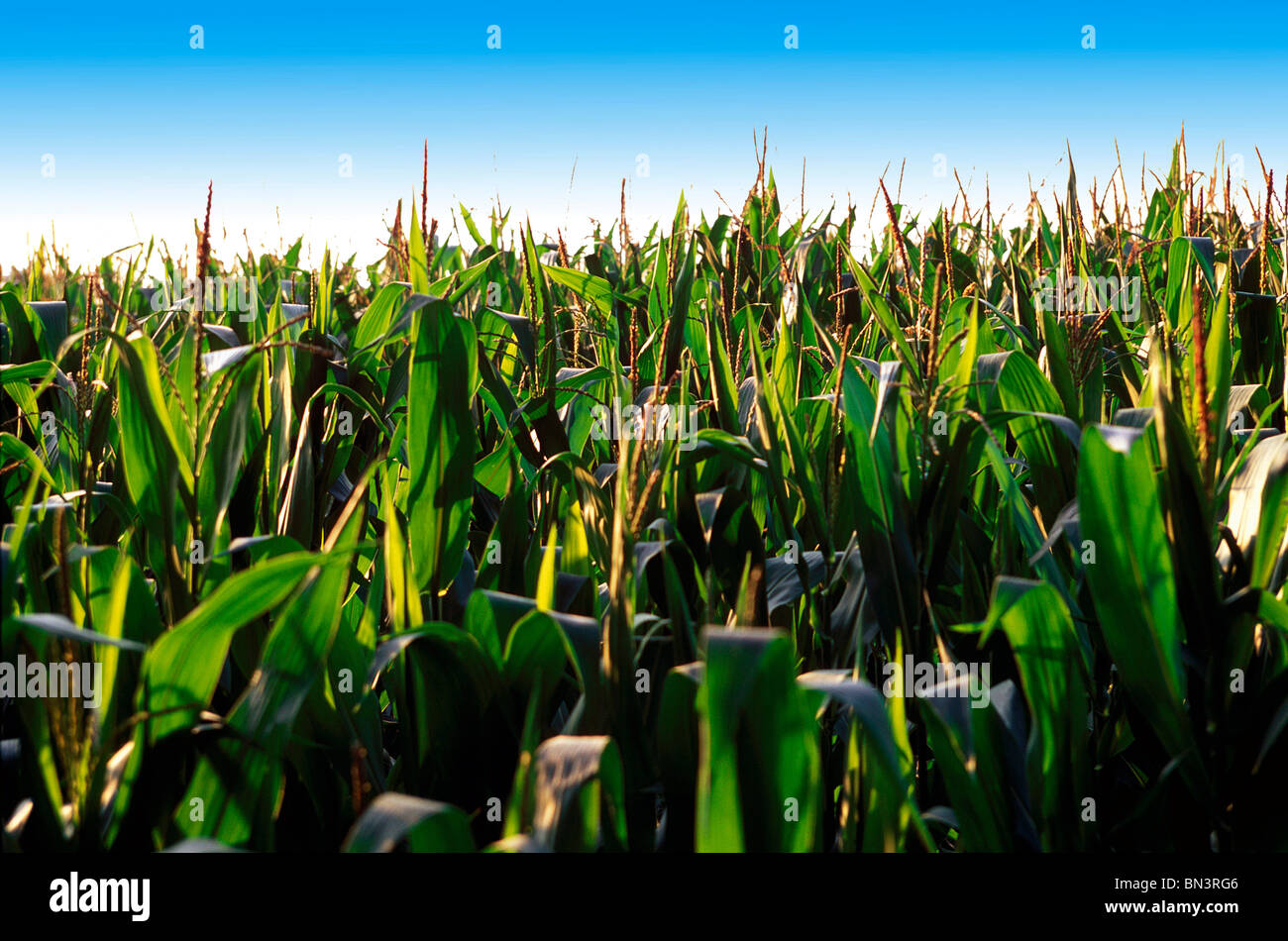 Crop growing in field Stock Photo - Alamy