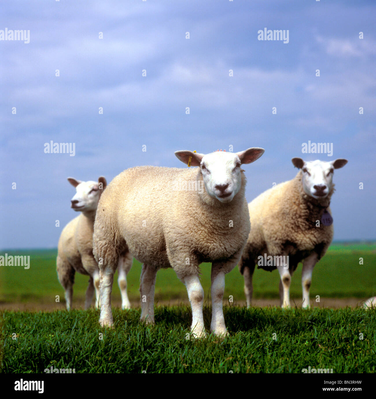 Three sheep standing in field Stock Photo - Alamy