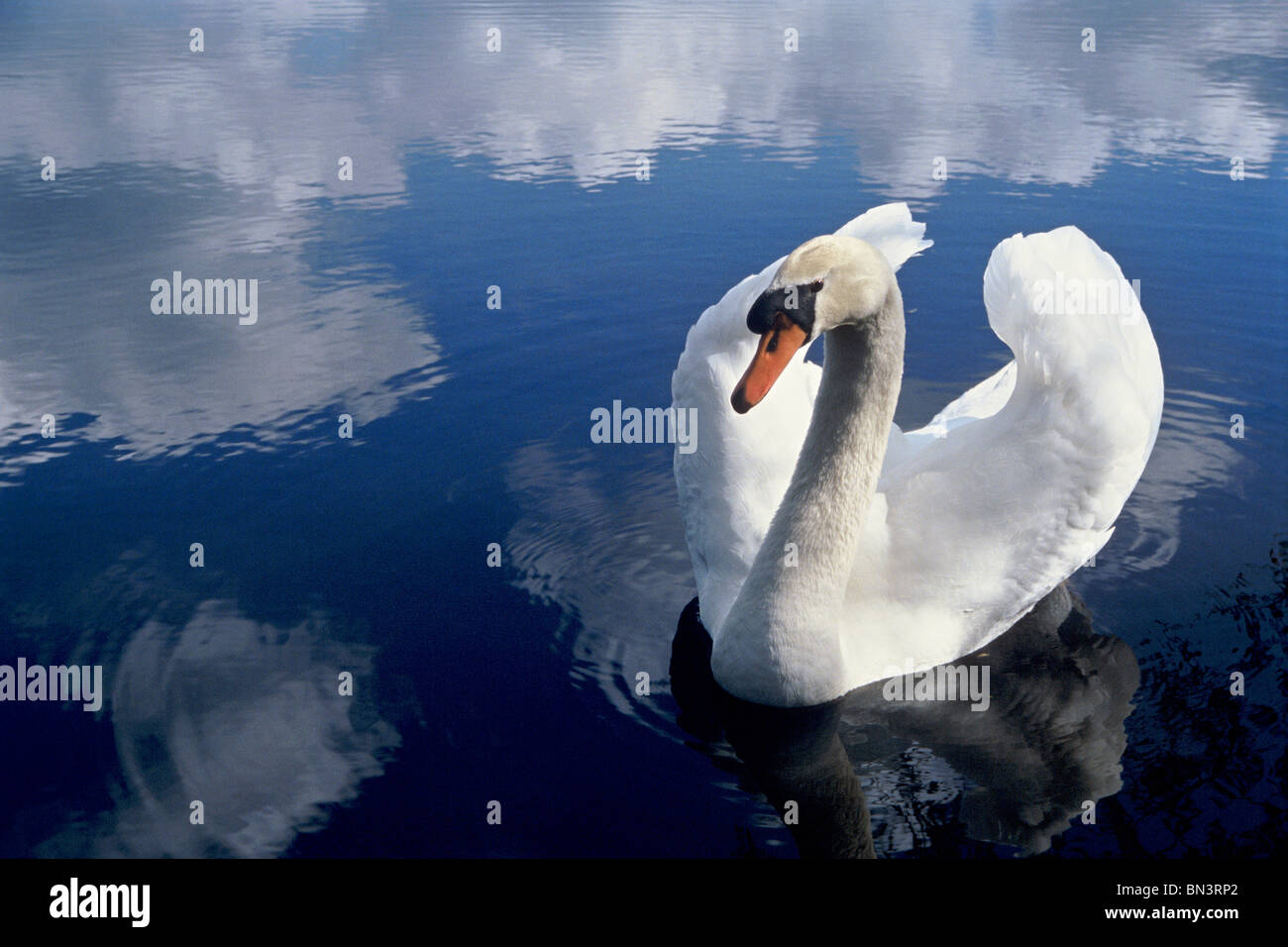 Swan floating on water Stock Photo - Alamy