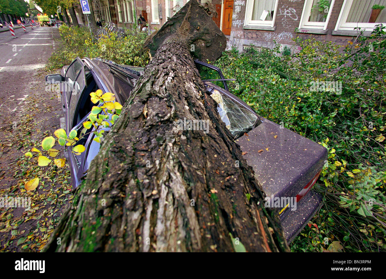 Close-up of fallen tree on car at roadside Stock Photo - Alamy