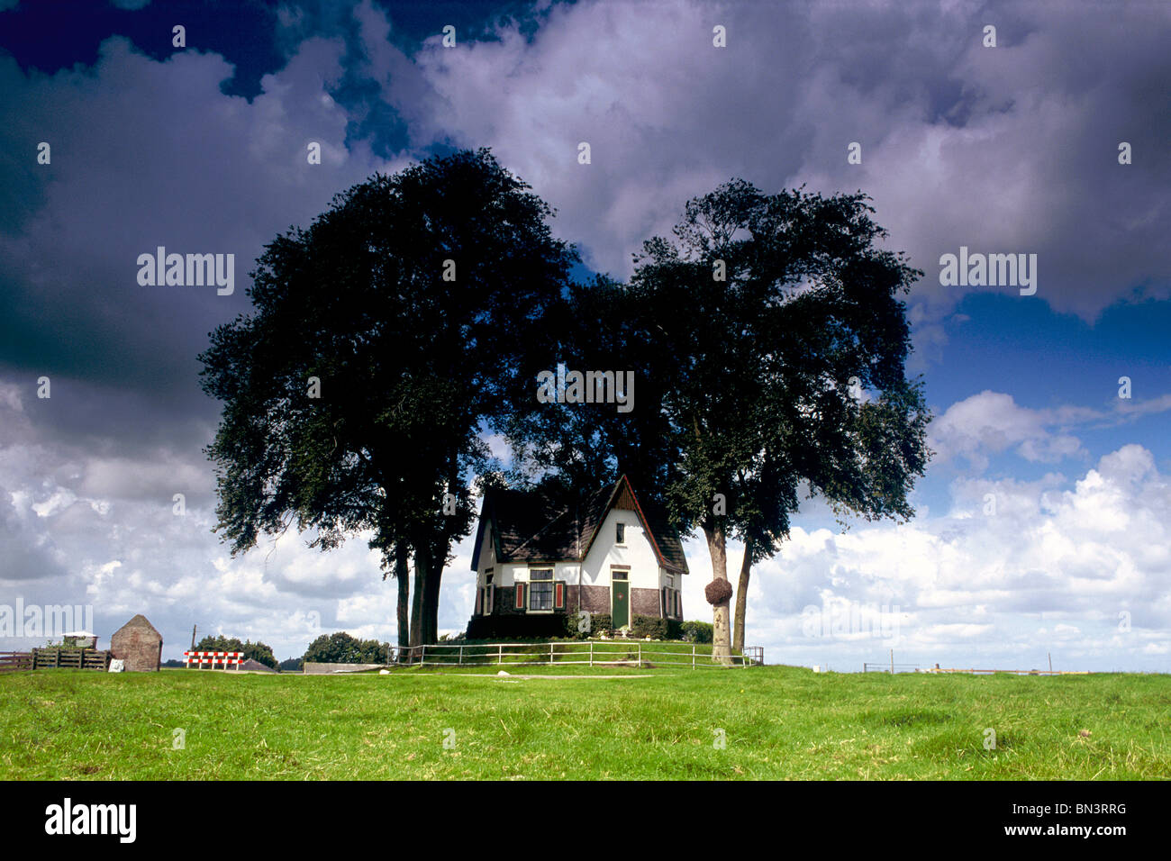 Trees in front of house Stock Photo - Alamy