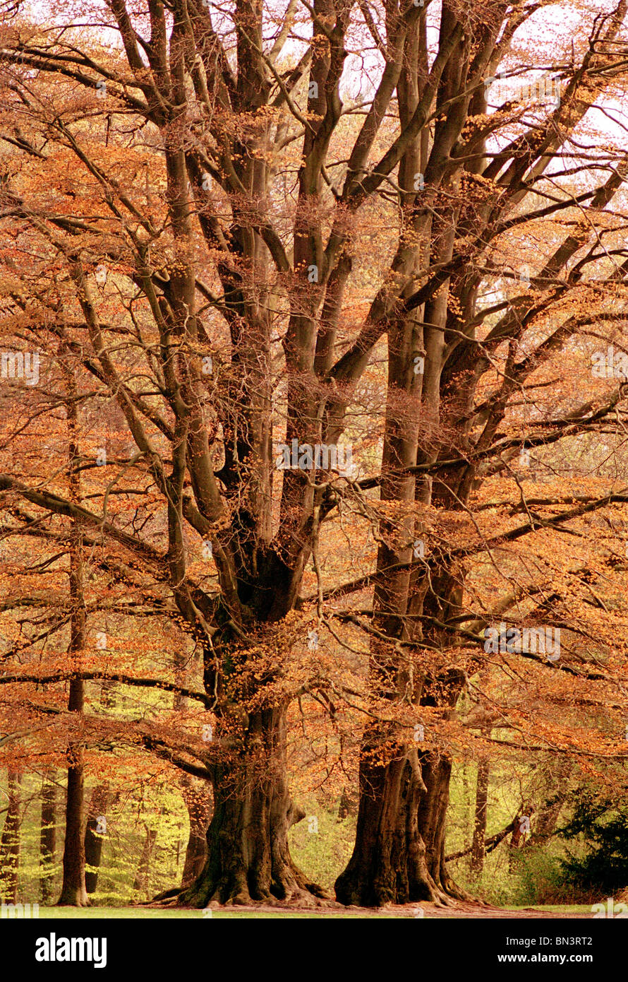 Trees in field Stock Photo - Alamy