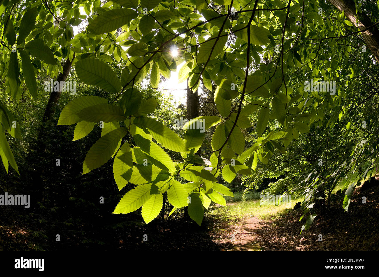 Beech tree leaves hi-res stock photography and images - Alamy