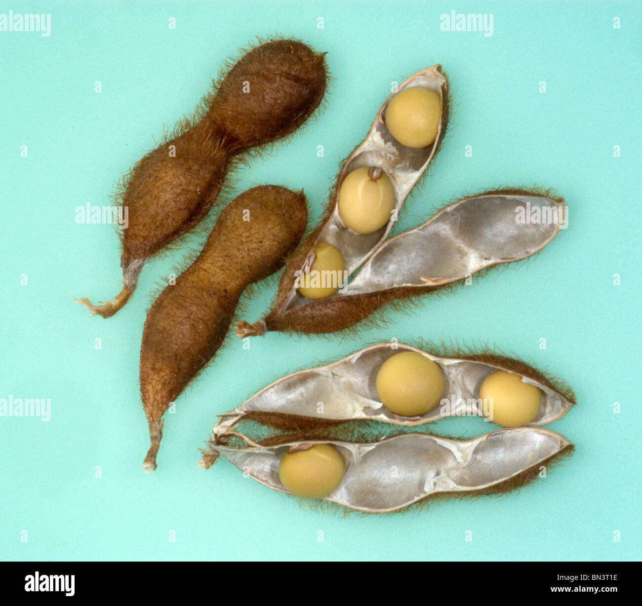 Soybean seeds pod hi-res stock photography and images - Alamy