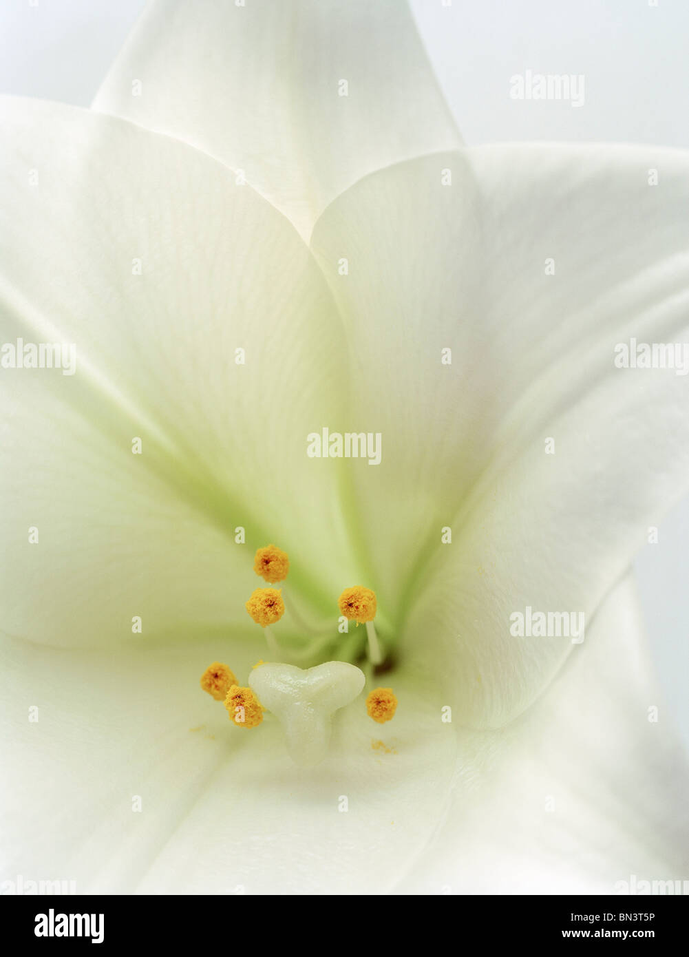 Close-up of pollen of flower Stock Photo - Alamy