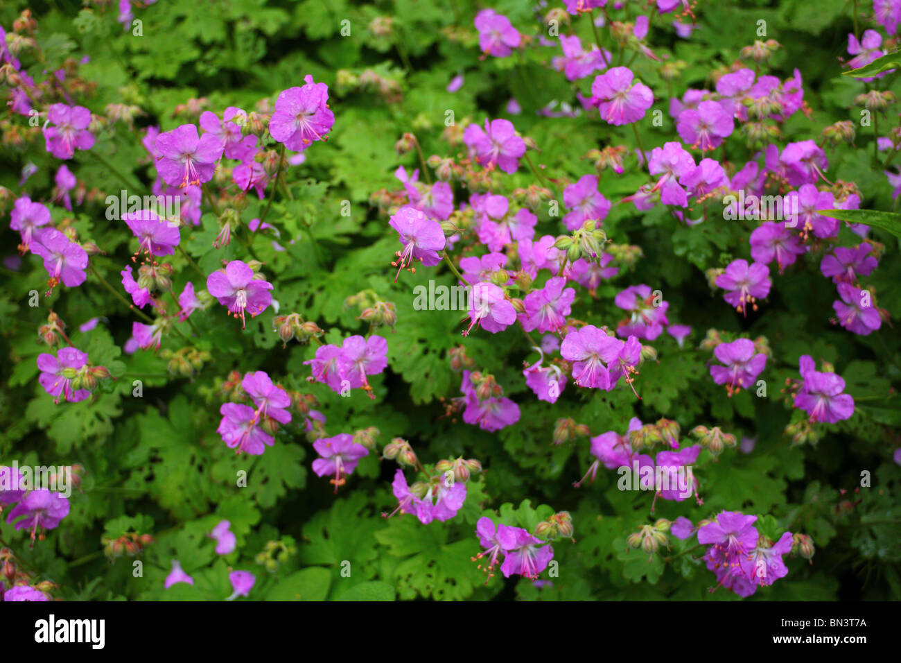 Geranium in full bloom Stock Photo - Alamy