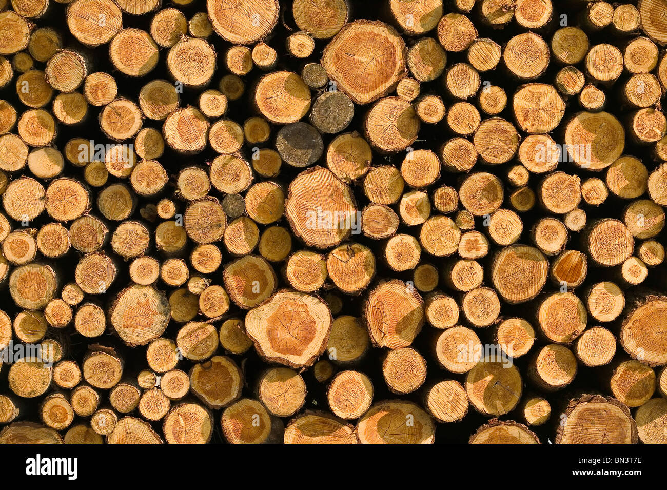 Close-up of log background Stock Photo - Alamy