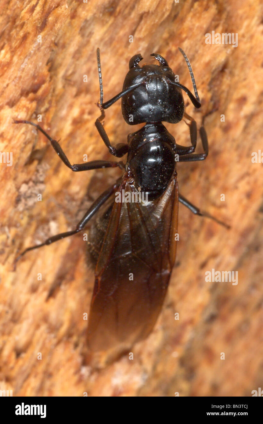 Carpenter Ant Queen Australia