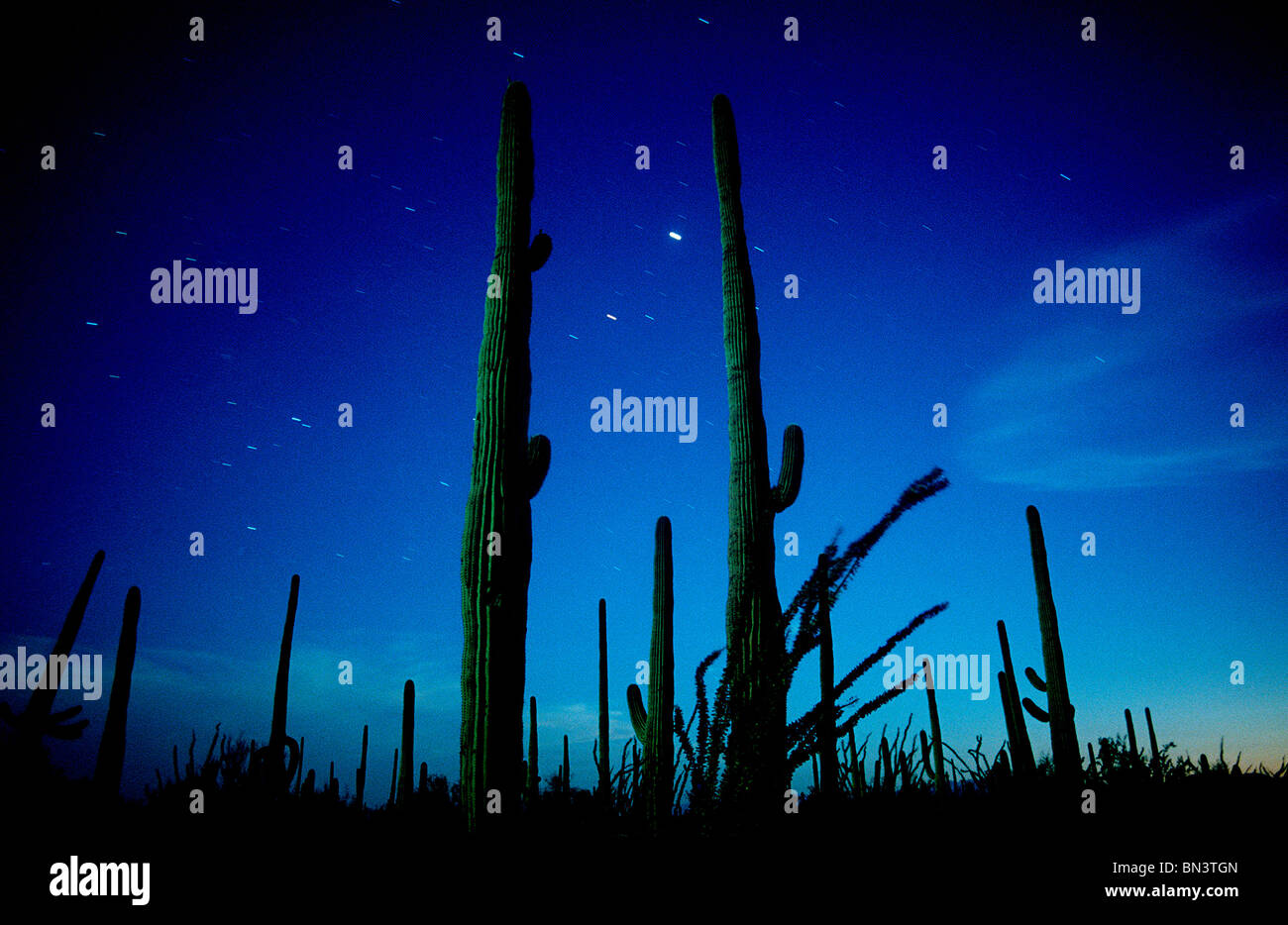 The Sonoran Desert by the light of the full moon at Saguaro National ...