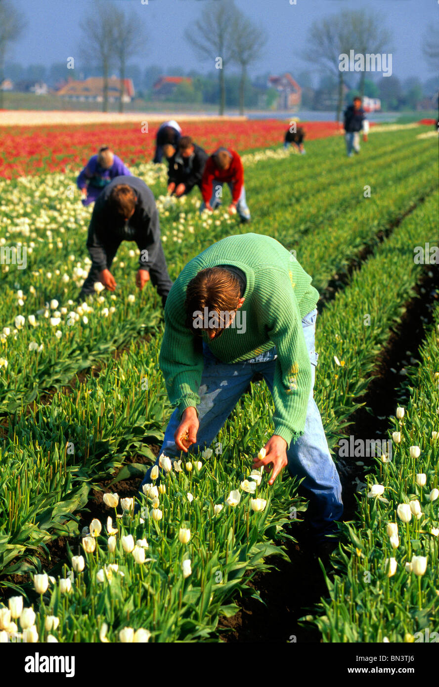 Farmers picking flowers in hi-res stock photography and images - Alamy