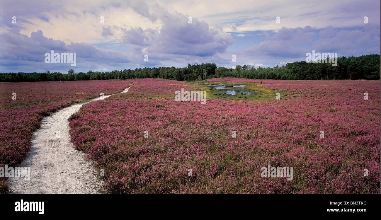 Path passing through field Stock Photo - Alamy
