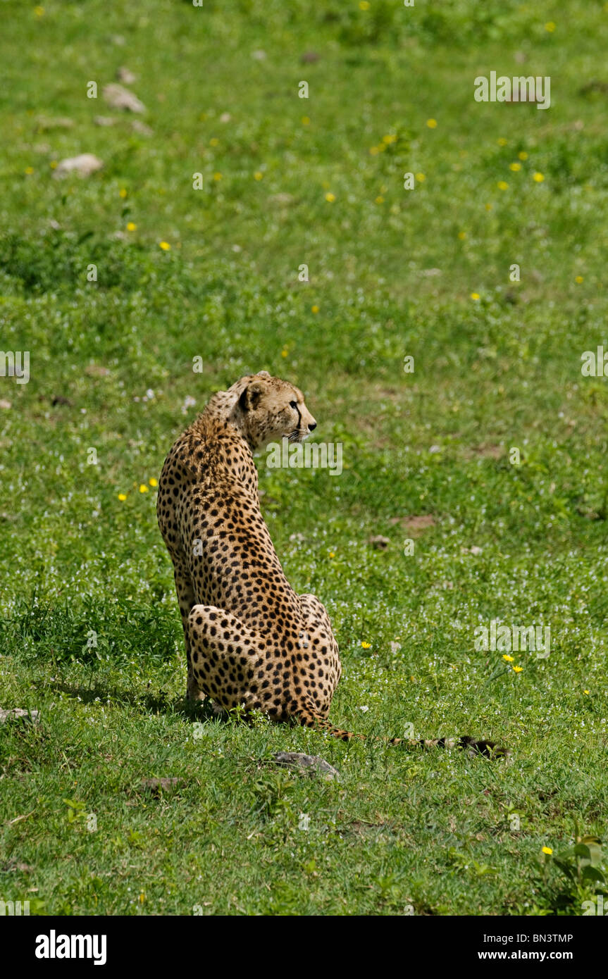 Cheetah standing hi-res stock photography and images - Alamy