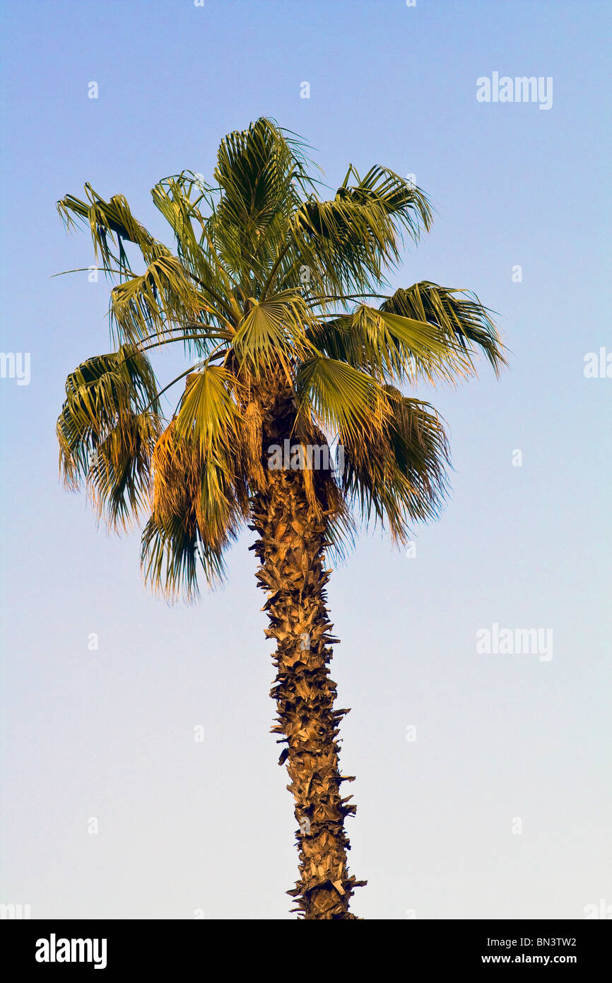 A Palm tree in Egypt Stock Photo - Alamy