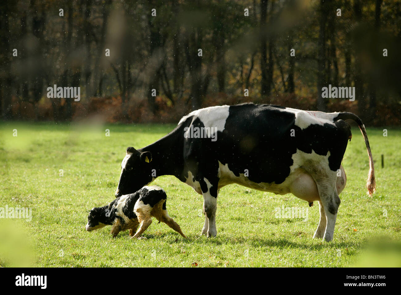 Cow standing with its calf in field Stock Photo - Alamy