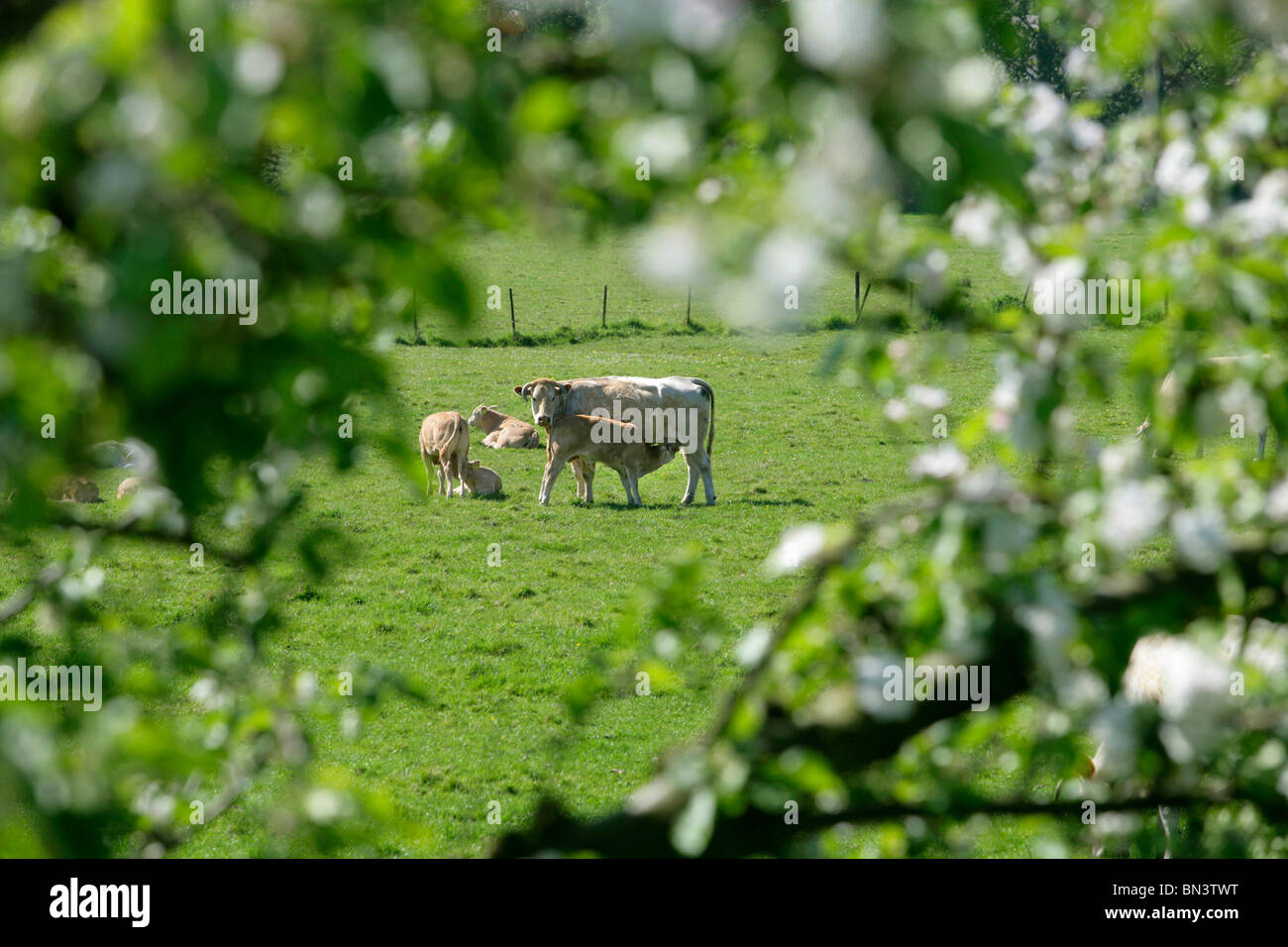 Nursing cow hi-res stock photography and images - Alamy