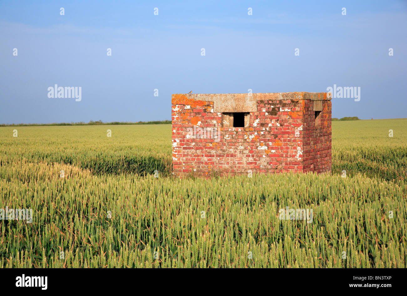 Second World War pillbox in a wheat field at Happisburgh, Norfolk ...