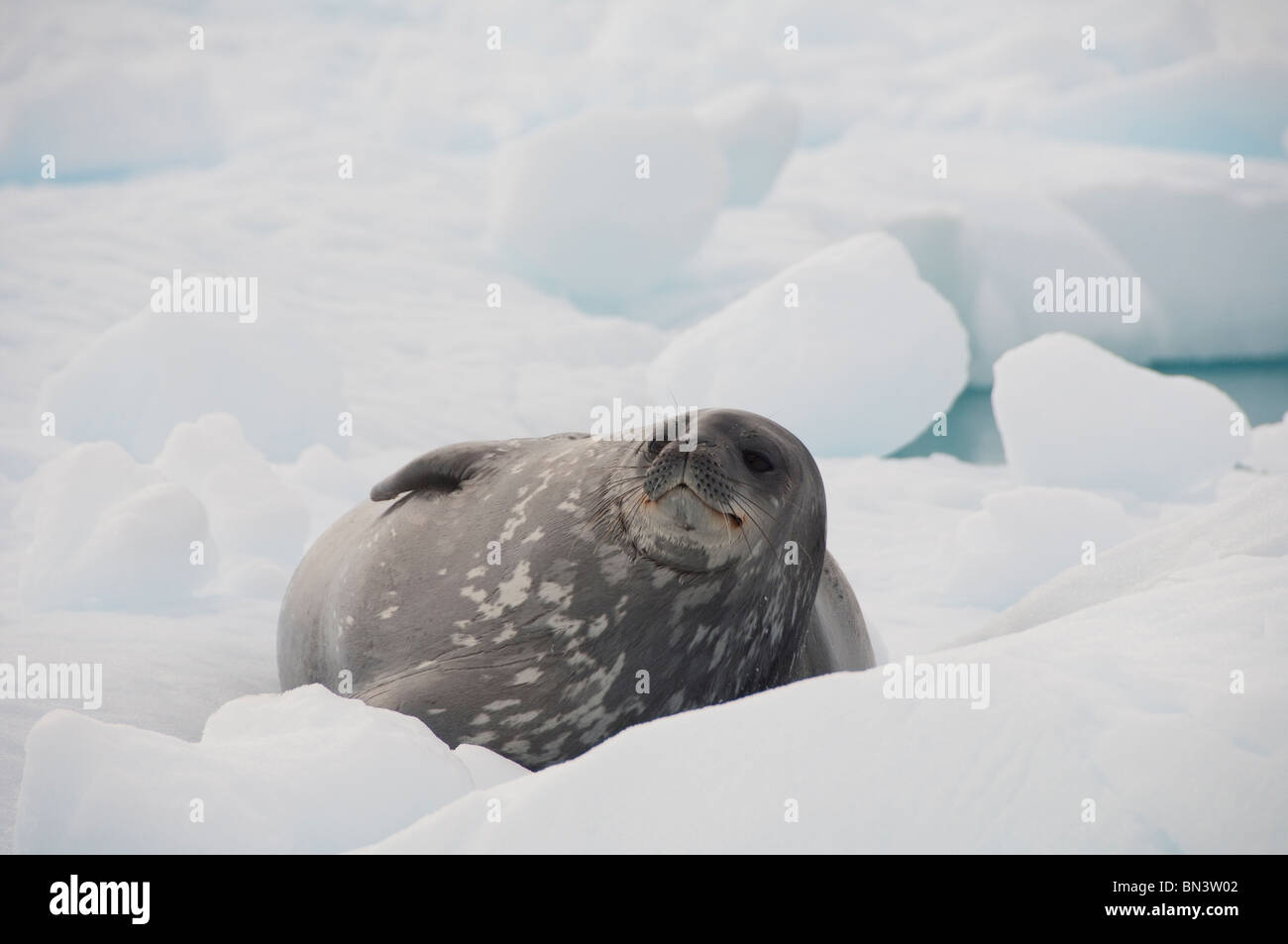 Antarctica, Antarctic Penninsula. Antarctica, Paradise Harbour (aka ...