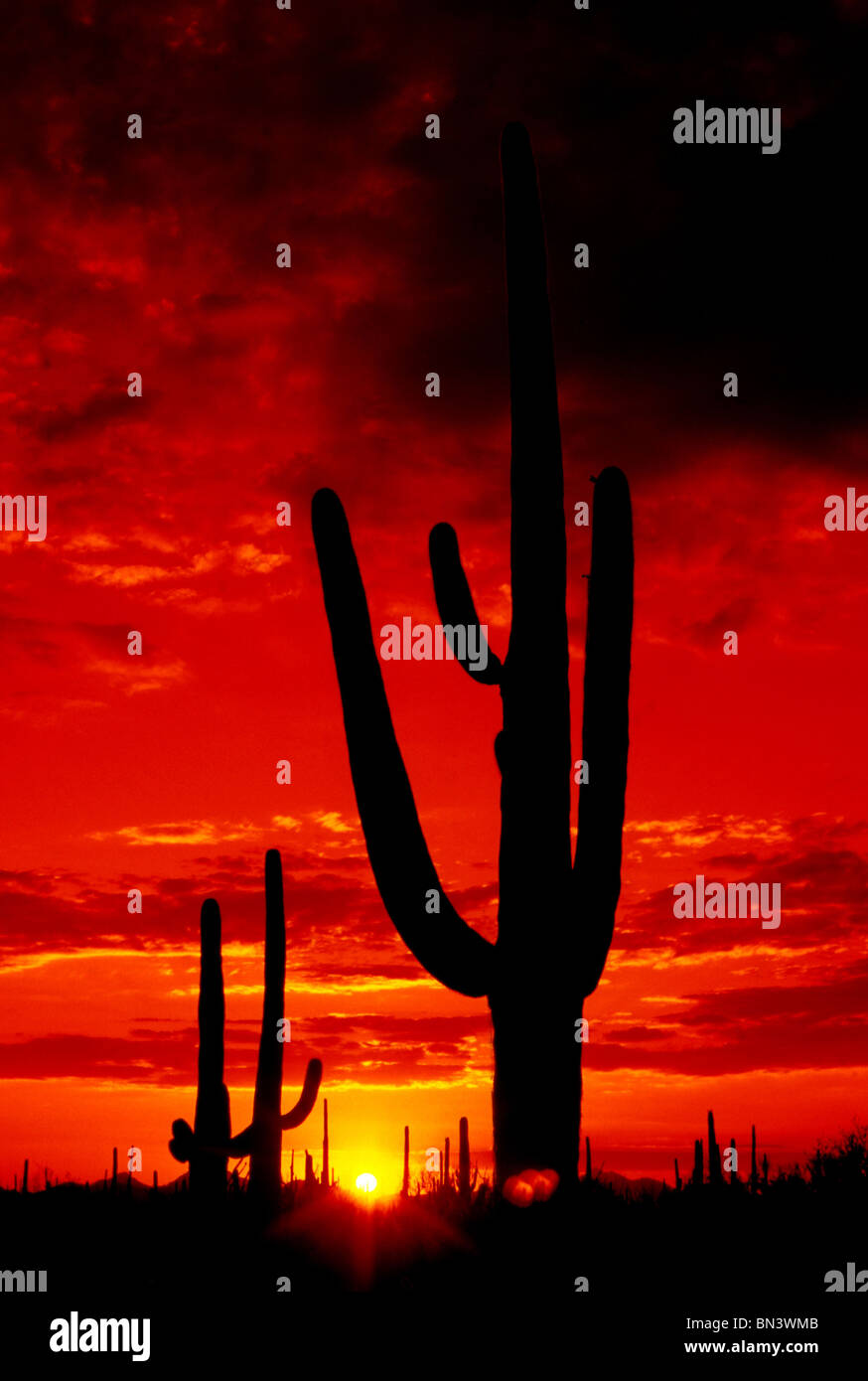 The sun sets in Saguaro National Park West in the Sonoran Desert near ...