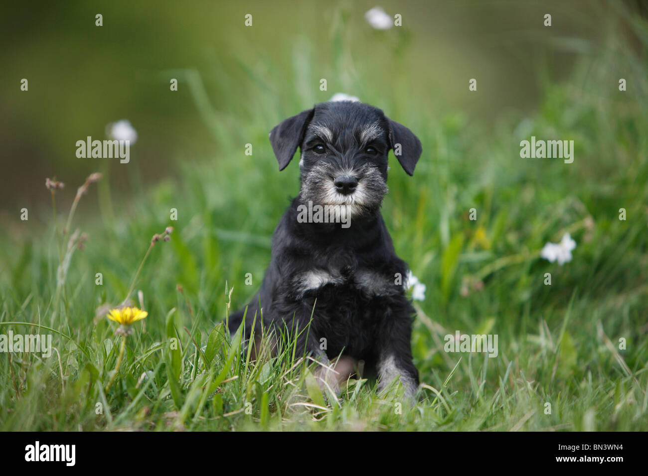 Miniature schnauzer sitting hi-res stock photography and images - Alamy